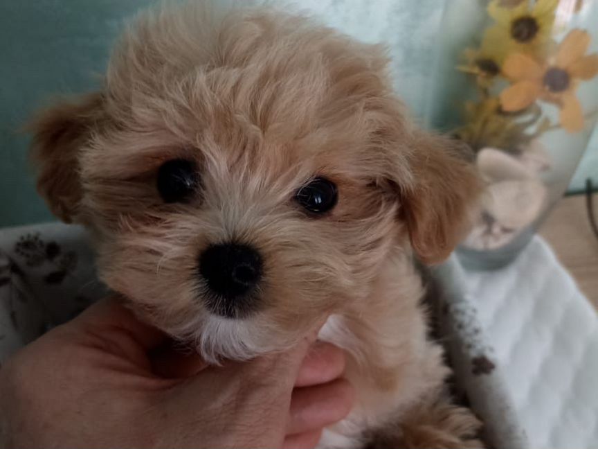 Мальтипу f1 мальчик мини