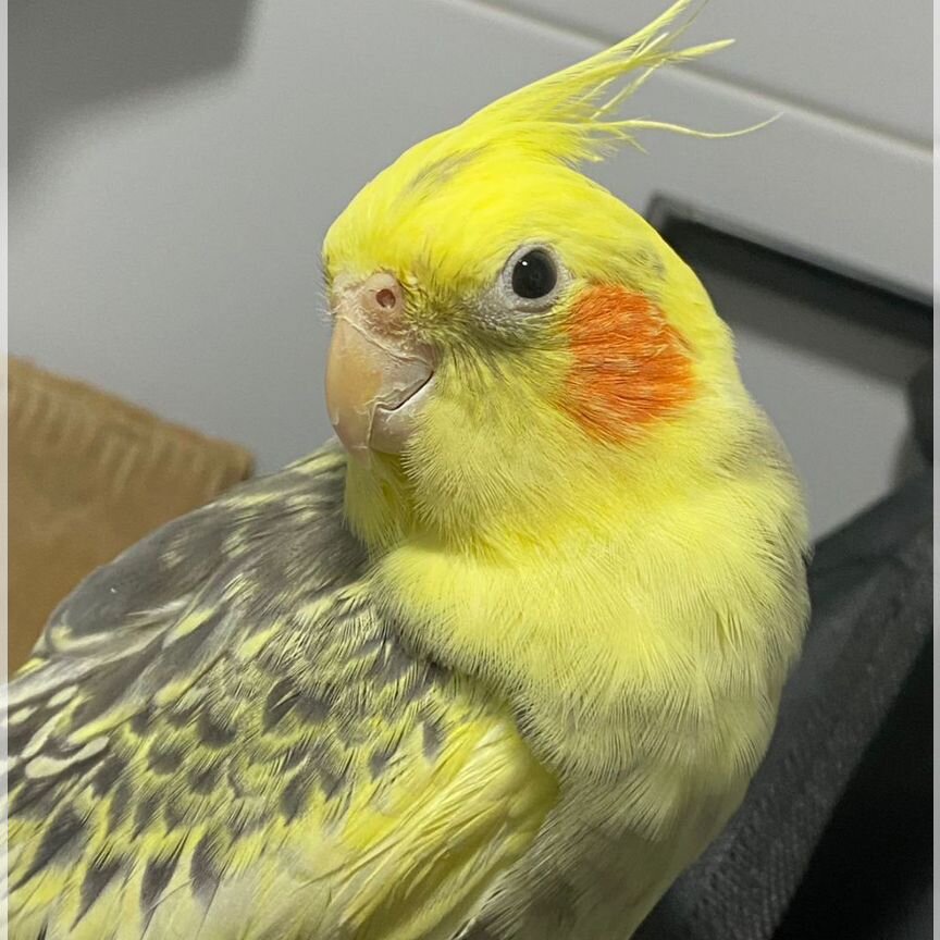 Попугай корелла с клеткой