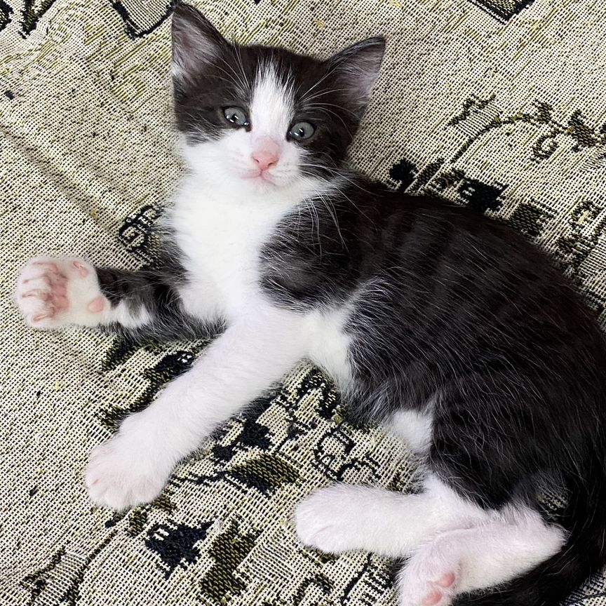 Котёнок в добрые руки