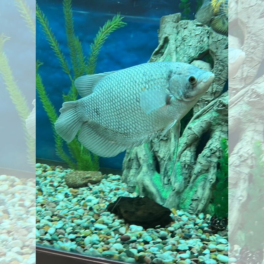 Промысловый (гигантский) Гурами