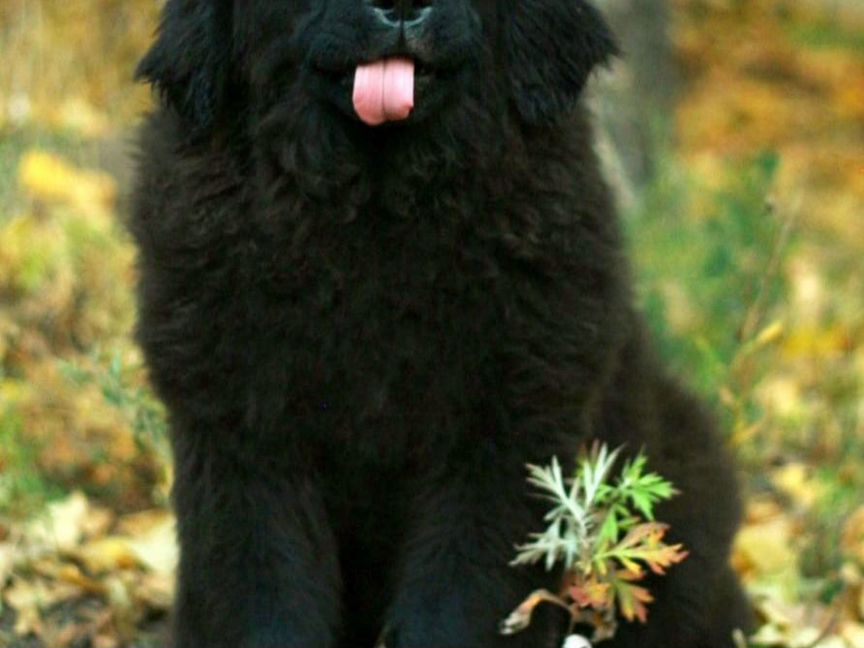 Ньюфаундленд