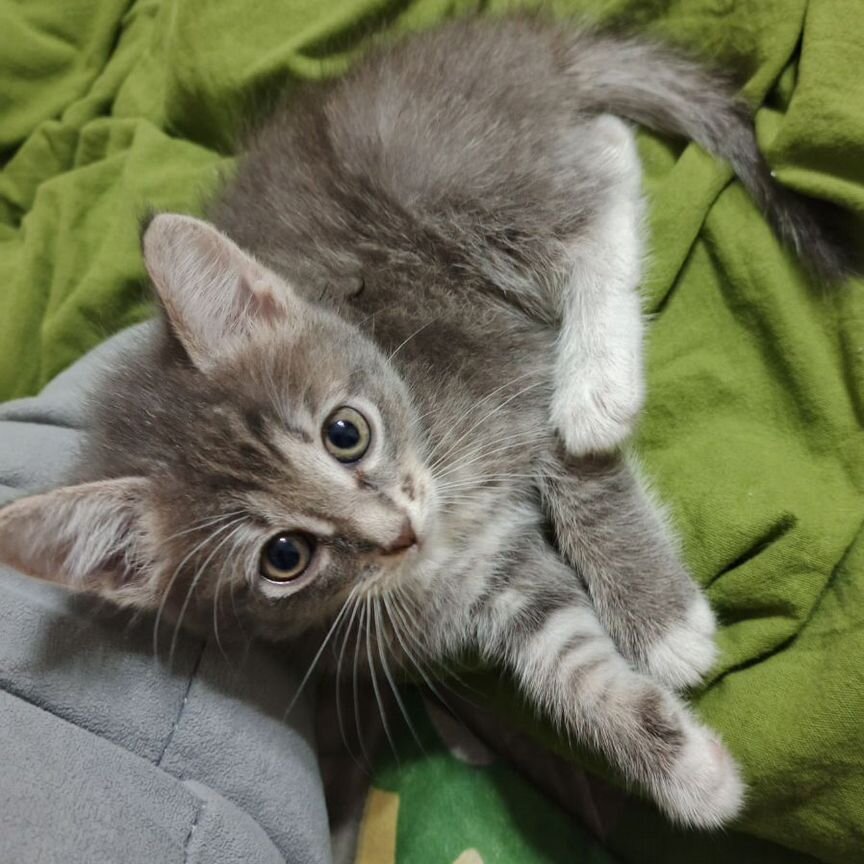 Котёнок в добрые руки