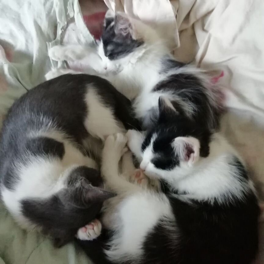 Котята в добрые руки бесплатно