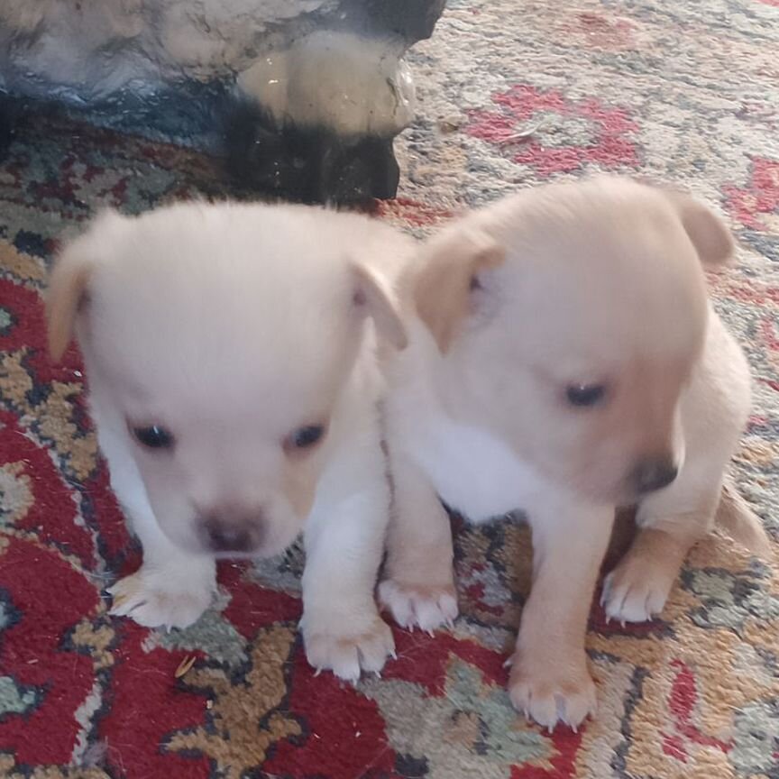 Русский той-терьер, щенок