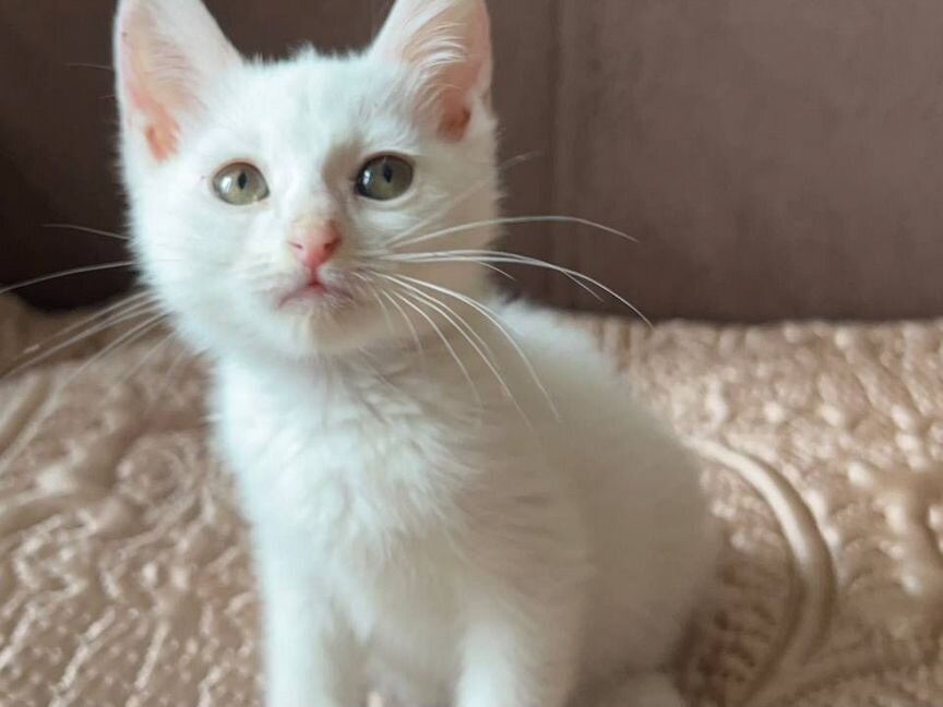 Белоснежный котенок в дар