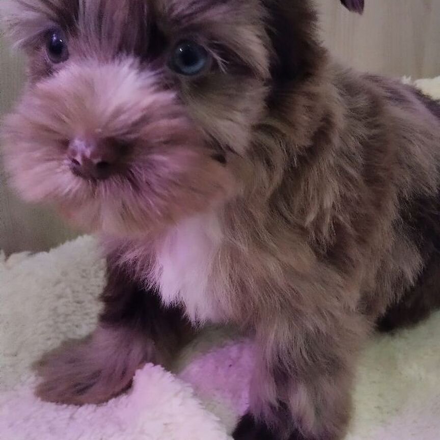 Йоркширский терьер, щенок