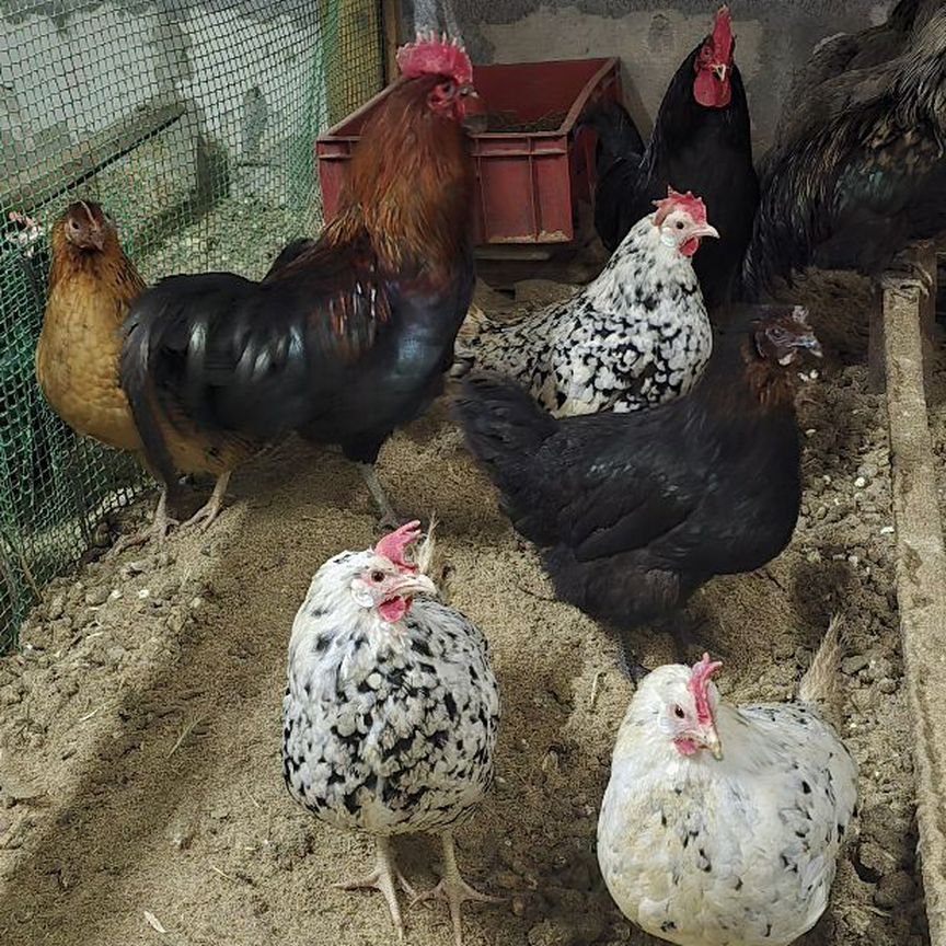 Куры несушки домашние