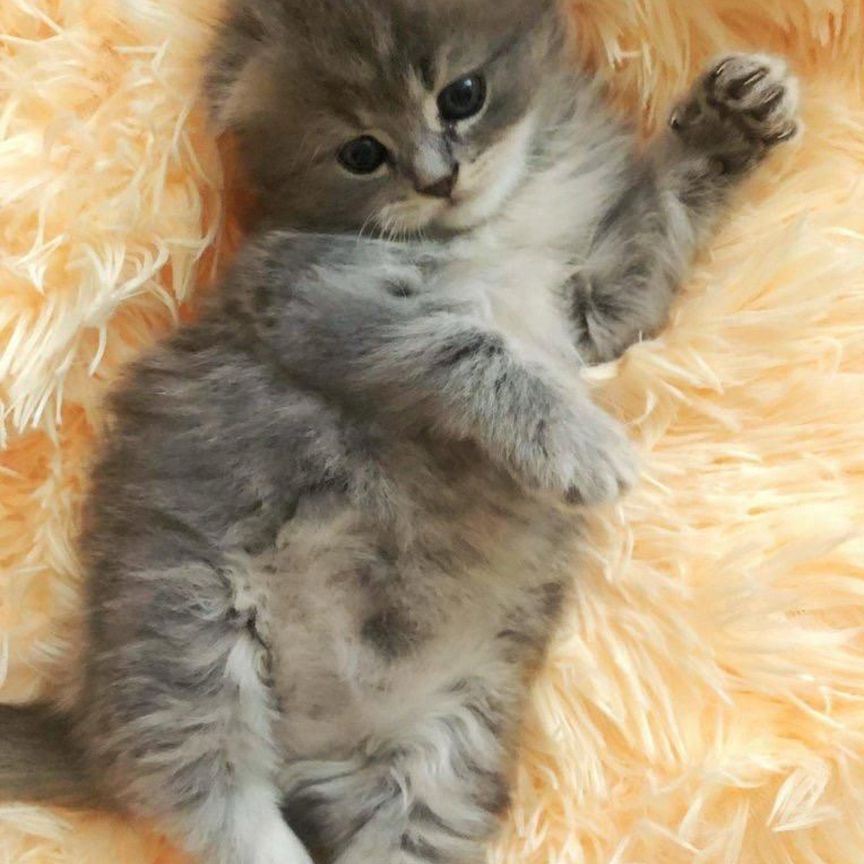 Шотландский вислоухий длинношёрстный котёнок