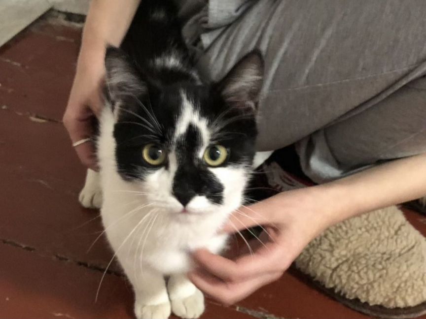 Котик Марсик ищет дом