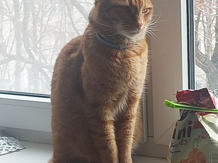 Кот в дар