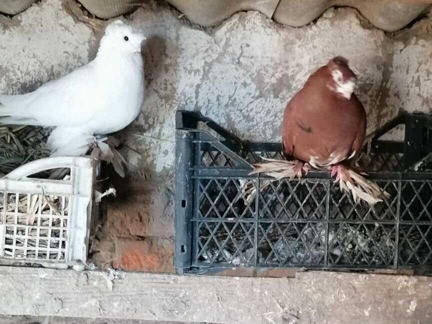 Голуби узбеки