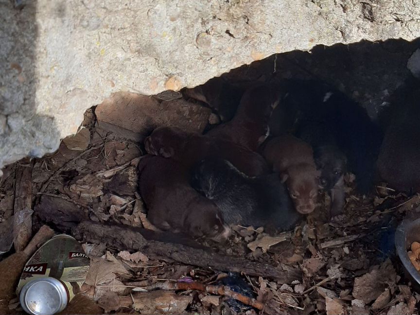 Щенок в добрые руки бесплатно