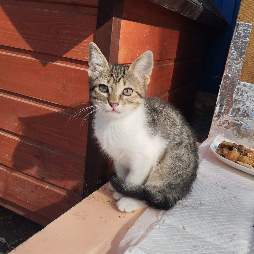 Котенок девочка 3 мес