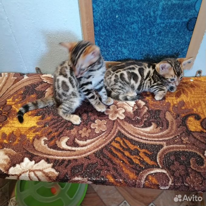 Бенгальскте котята