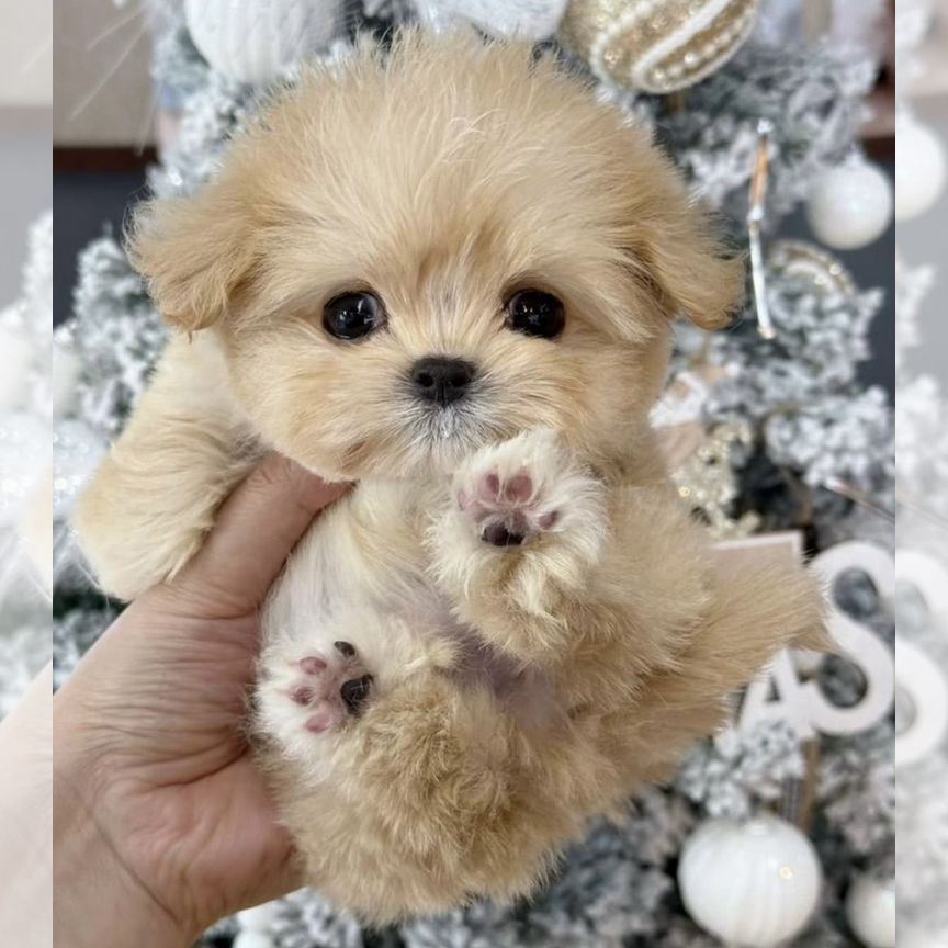 Мальтипу, щенок