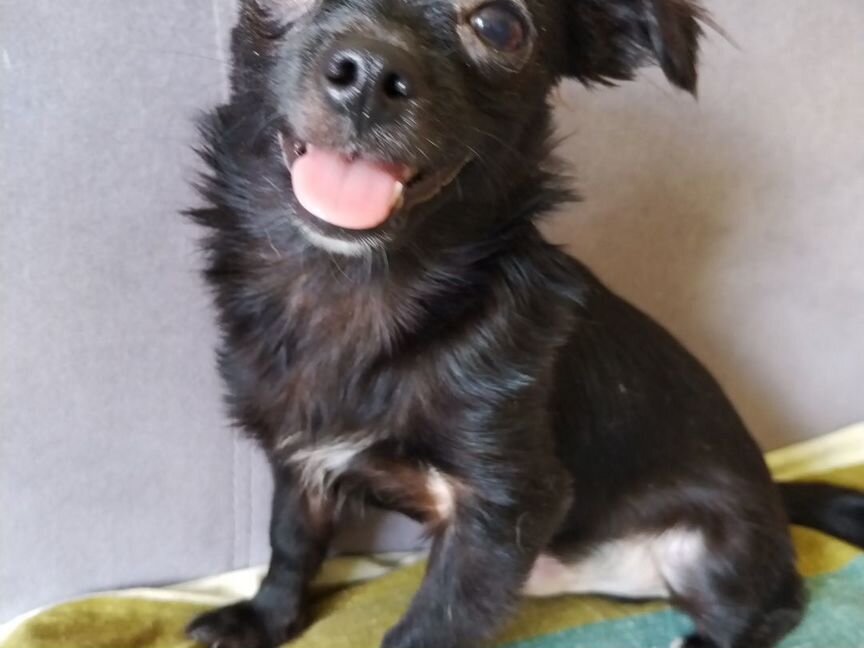 Чихуахуа щенок