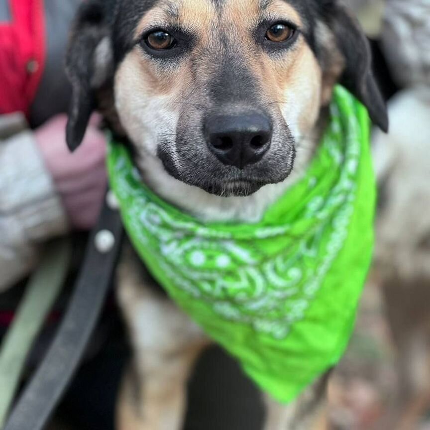 Собачка малышка Тутси хочет домой