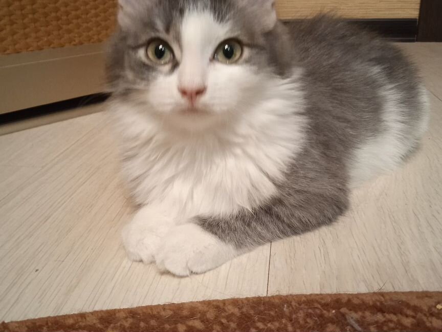 Котенок ищет котородителей