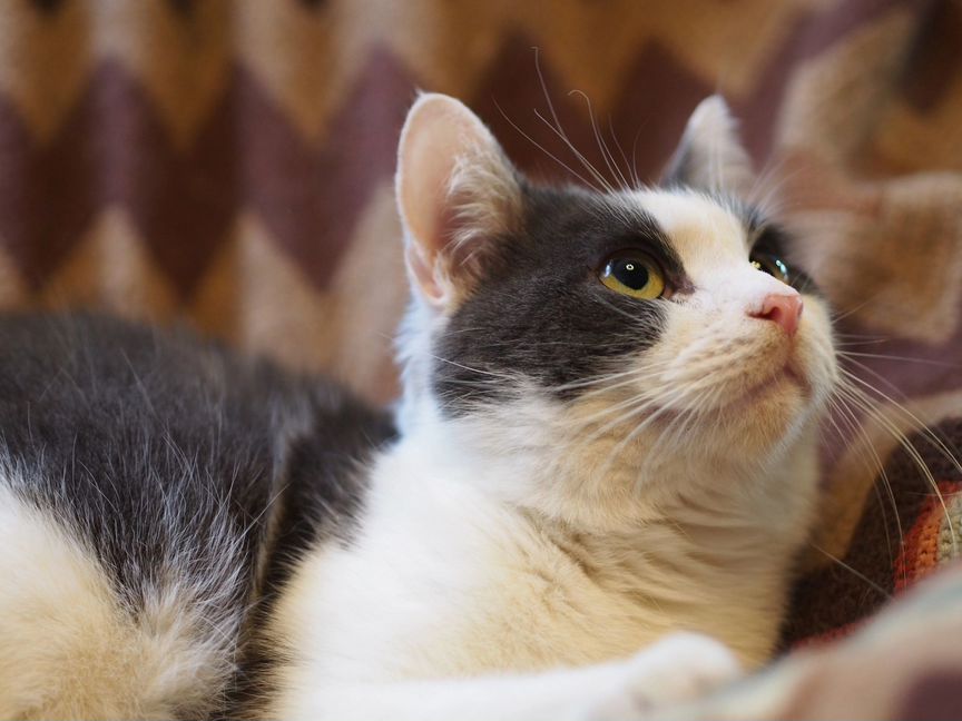 Барон ищет семью