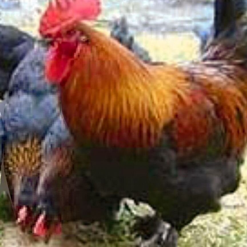 Ия Марана черномедного