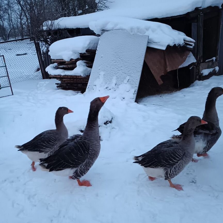 Продам гусей