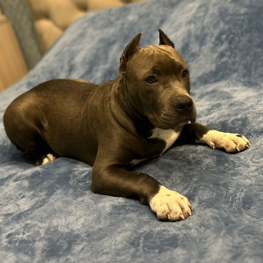 Стаффордширский терьер мальчик