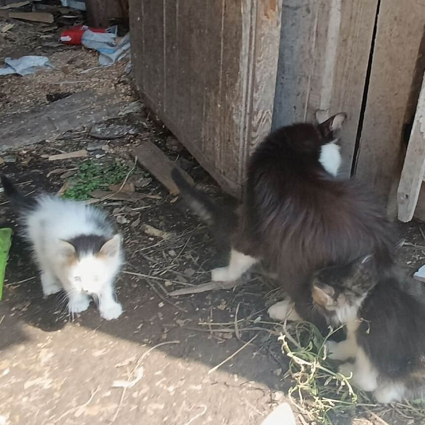 Котята в добрые руки
