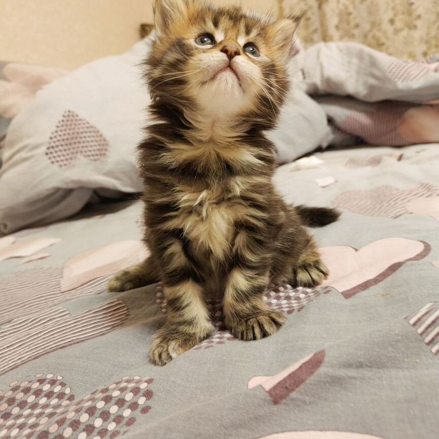 Котята майкун
