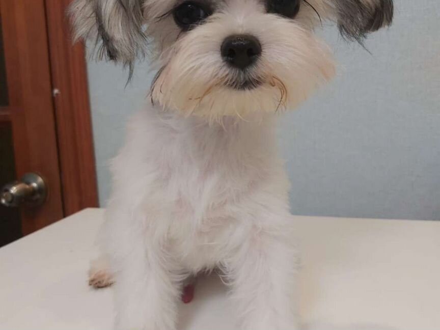 Мальтипушки