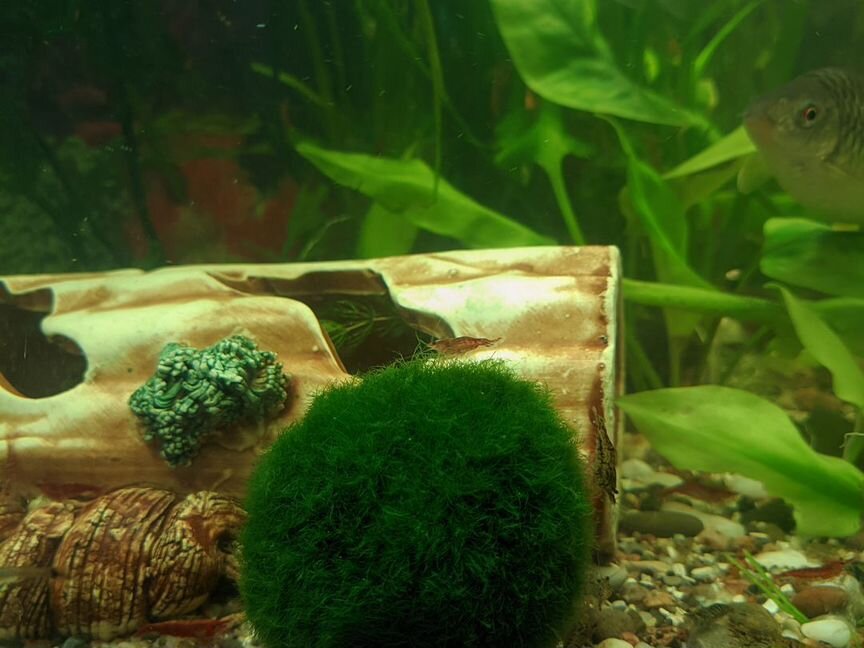 Кладофора шаровидная