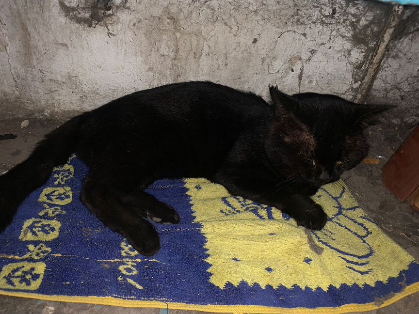 Кот британец