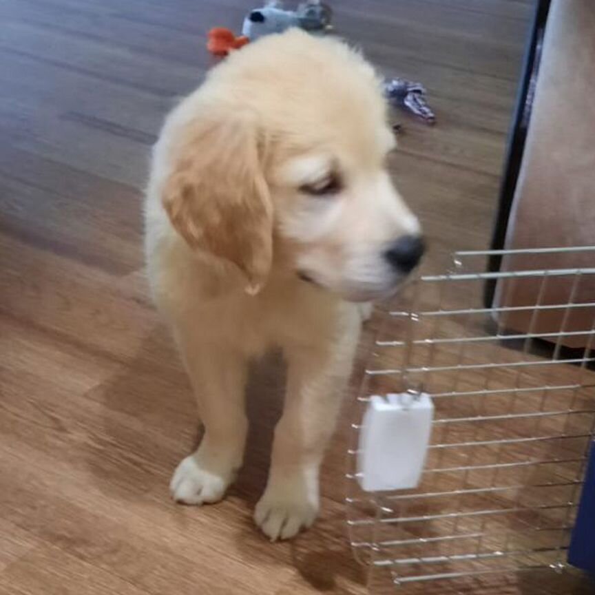 Щенки золотистого ретривера мальчики