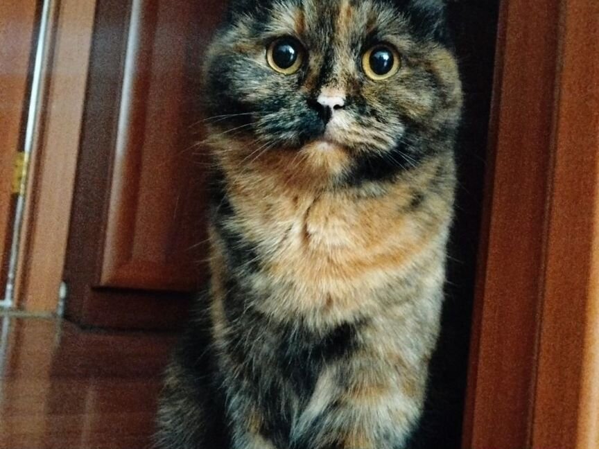 Взяли брошенную домашнюю британку с улицы в мороз