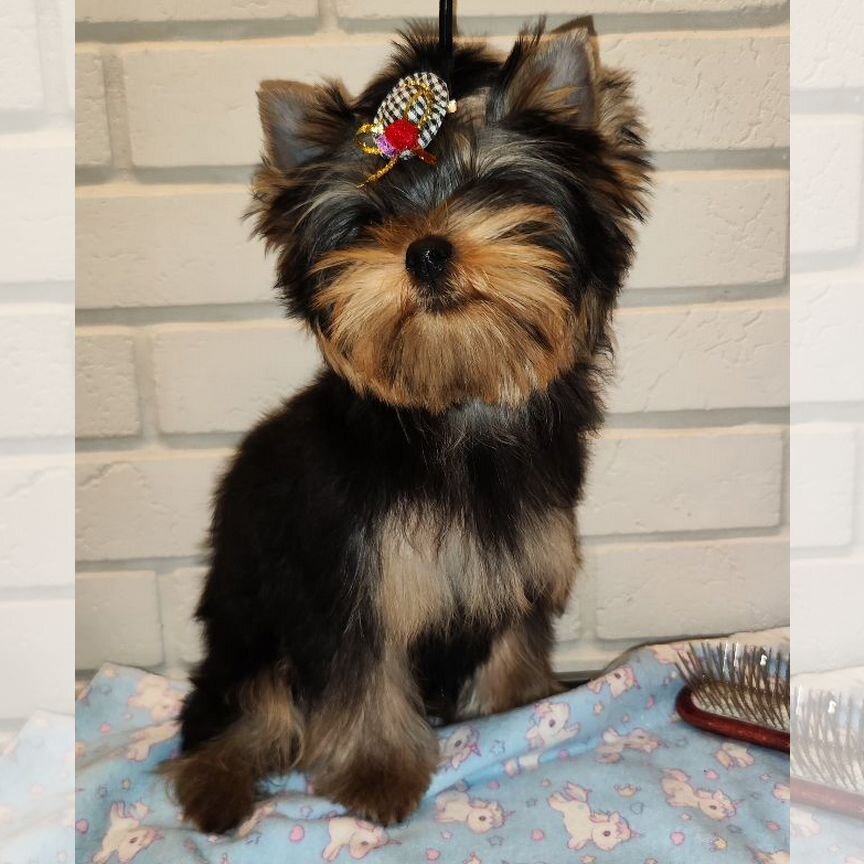 Йоркширский терьер, щенок