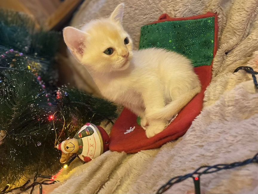 Бурманские котята с документами