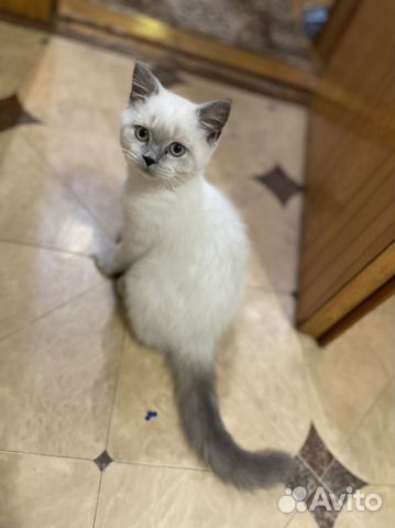 Британские котята в добрые руки бесплатно