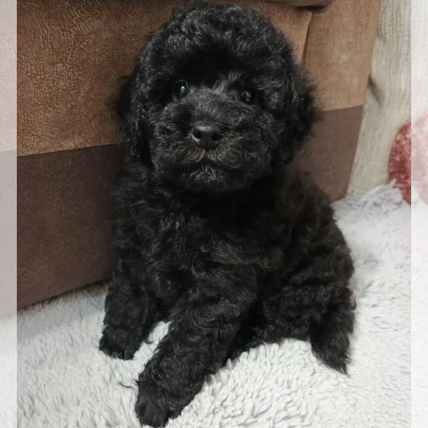 Карликовый пудель, щенок