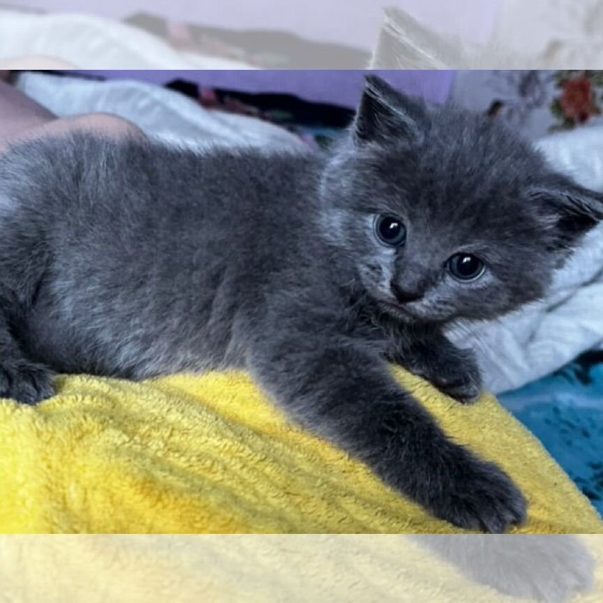 Котенок девочка
