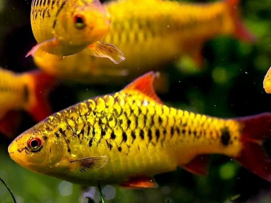 Барбус шуберта