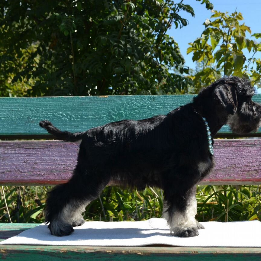 Девочка цвергшнауцер 4 мес