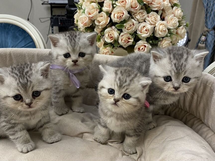 Котята шотландские серебристые шиншиллы