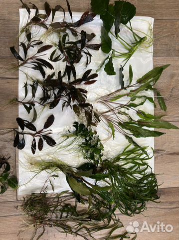 Анубасы и буцефаландры