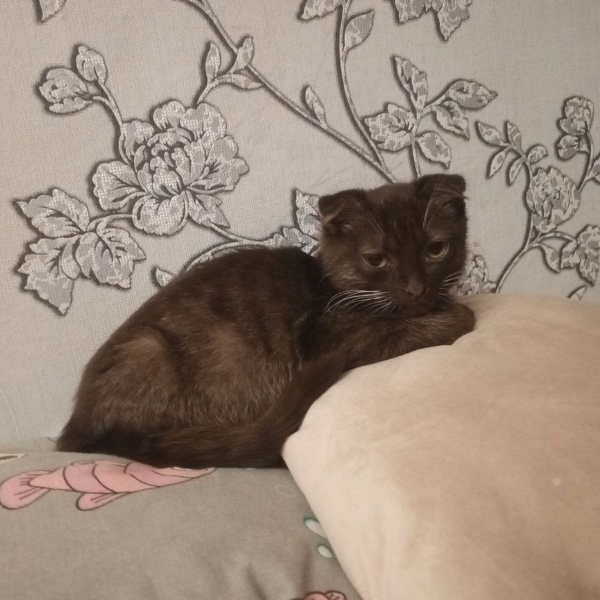 Шотландский вислоухий короткошёрстный котёнок