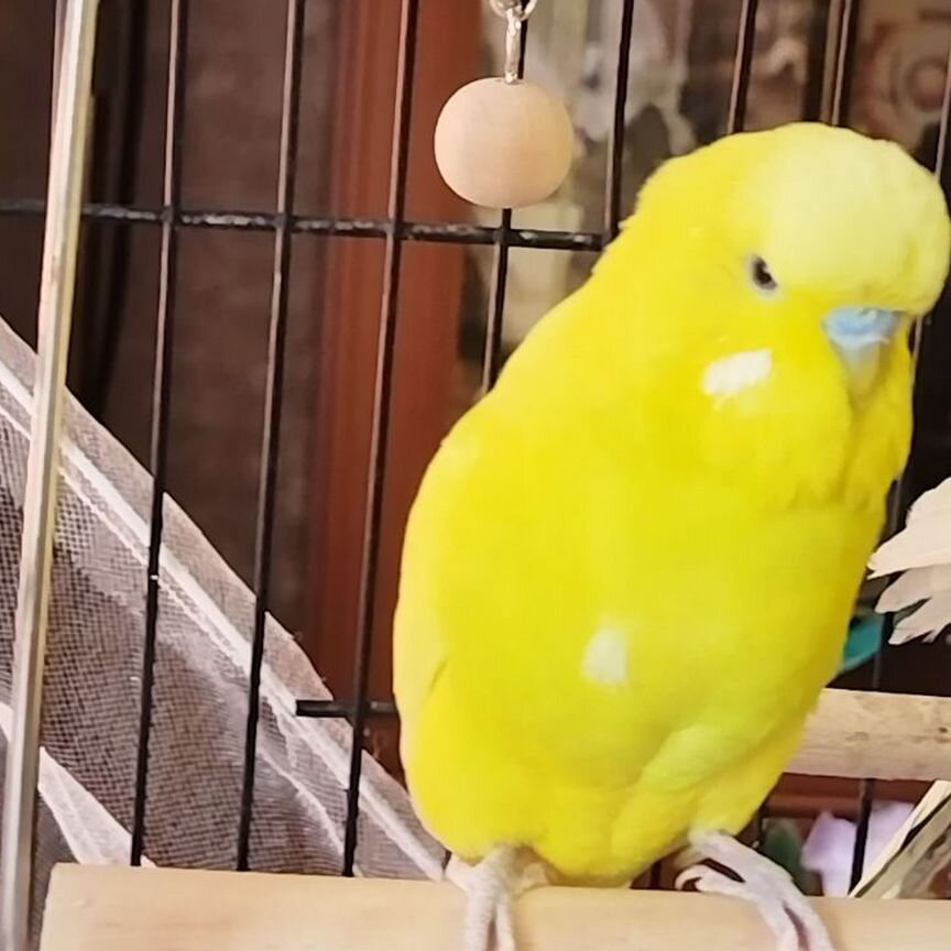 Волнистый попугай