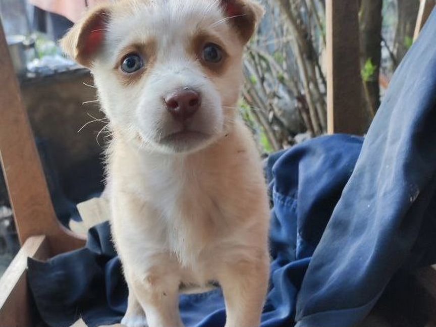 Щенок девочка