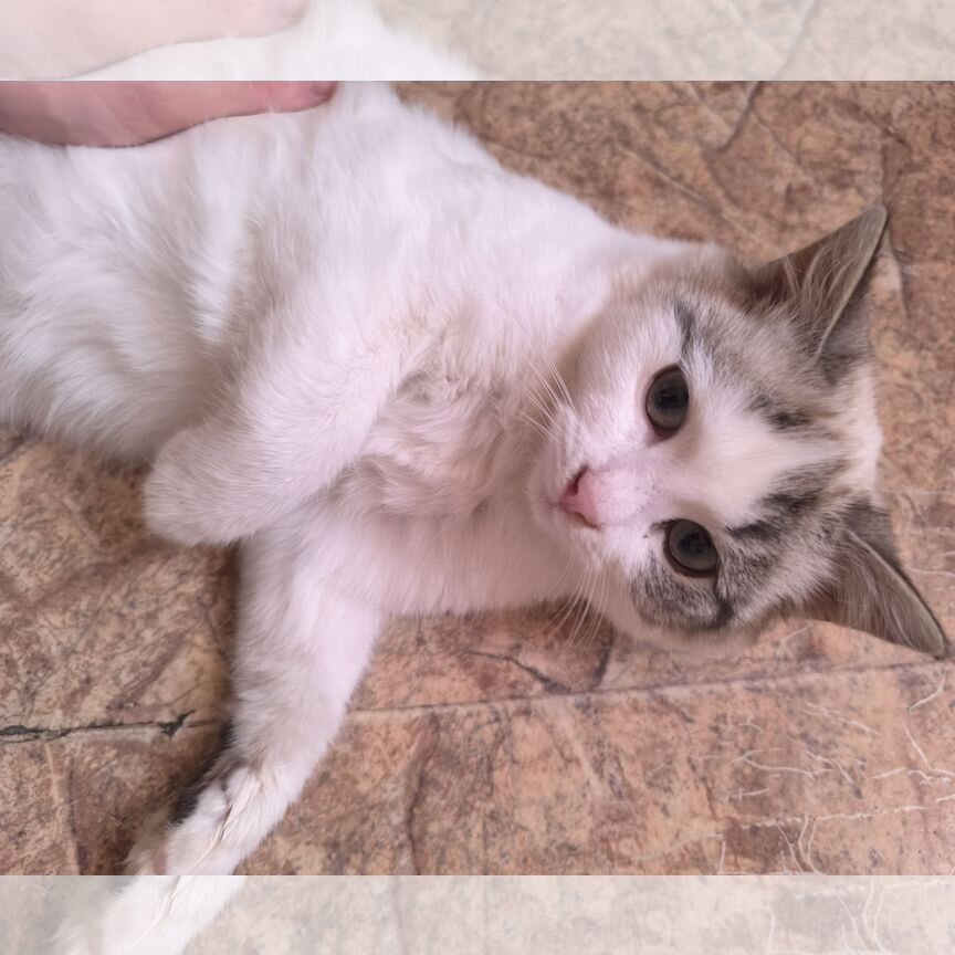 Котёнок в добрые руки