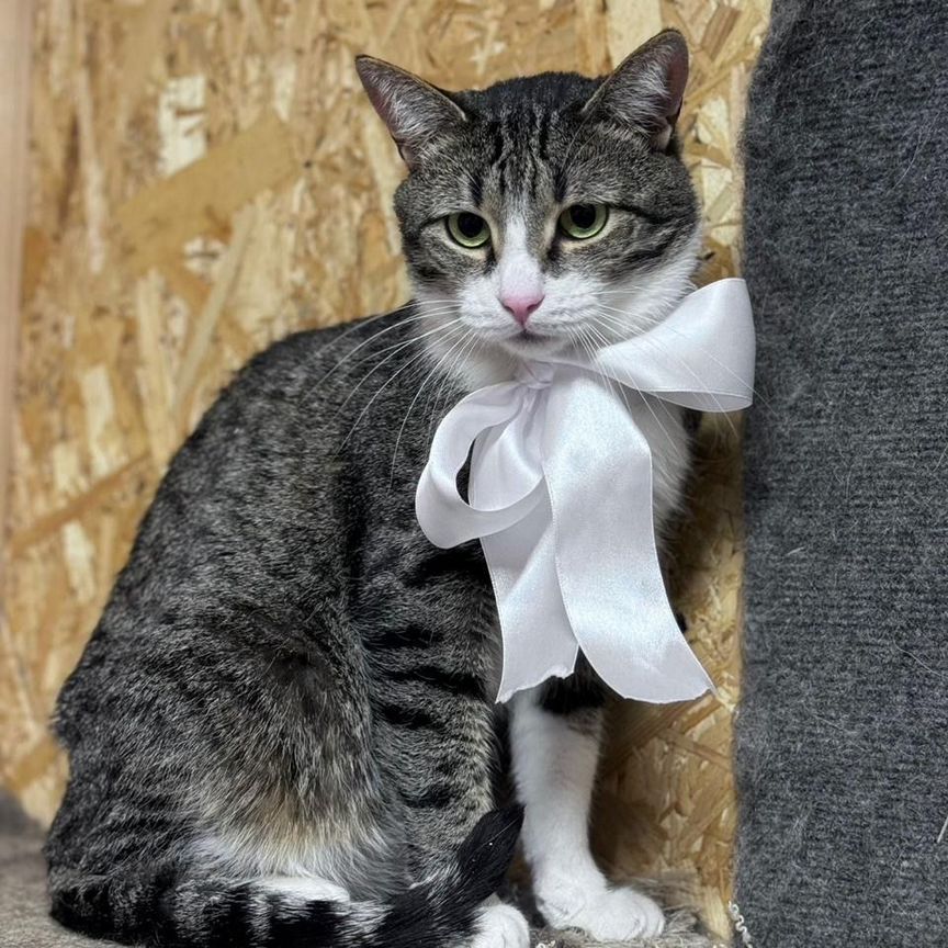 Изящный и скромный кот Виталик из приюта ищет дом