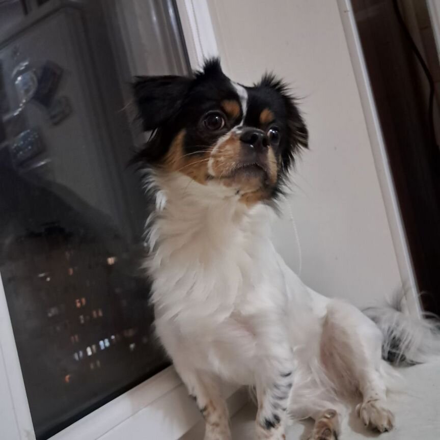 Отдаю в добрые руки