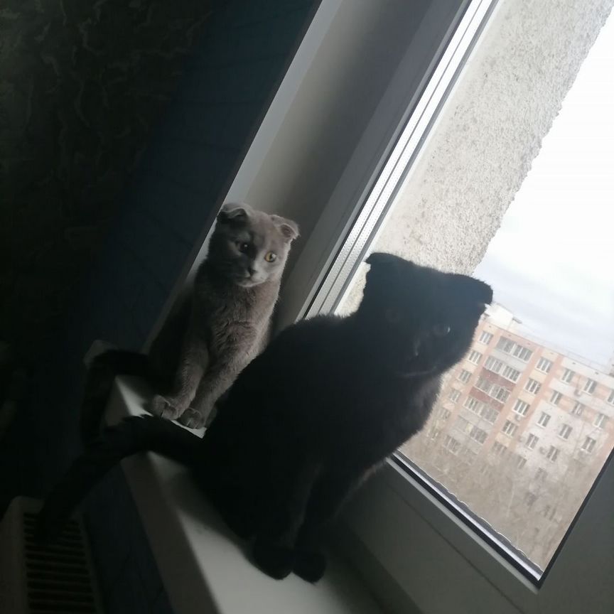 Вислоухие котята