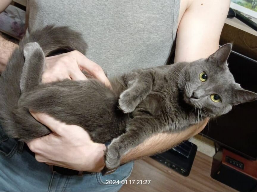 Русская голубая кошка стерилизованная